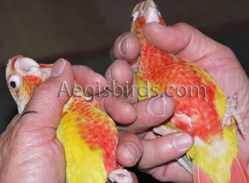 Mutation Greencheeks